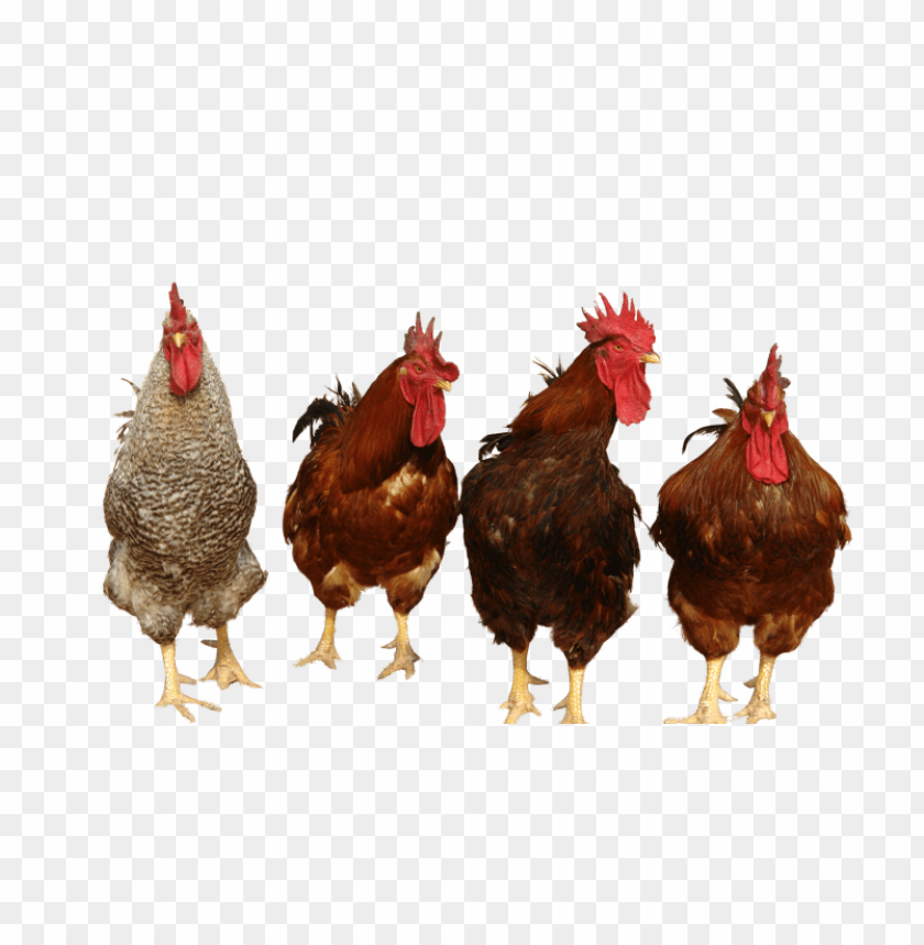 Free download | HD PNG chicken png PNG transparent with Clear ...