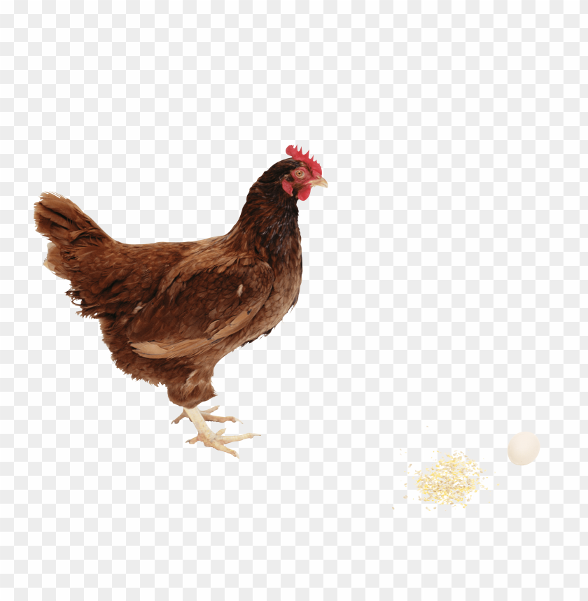 Free download | HD PNG chicken png PNG transparent with Clear ...
