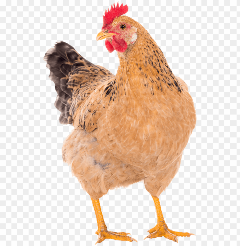 Free download | HD PNG chicken png PNG transparent with Clear ...