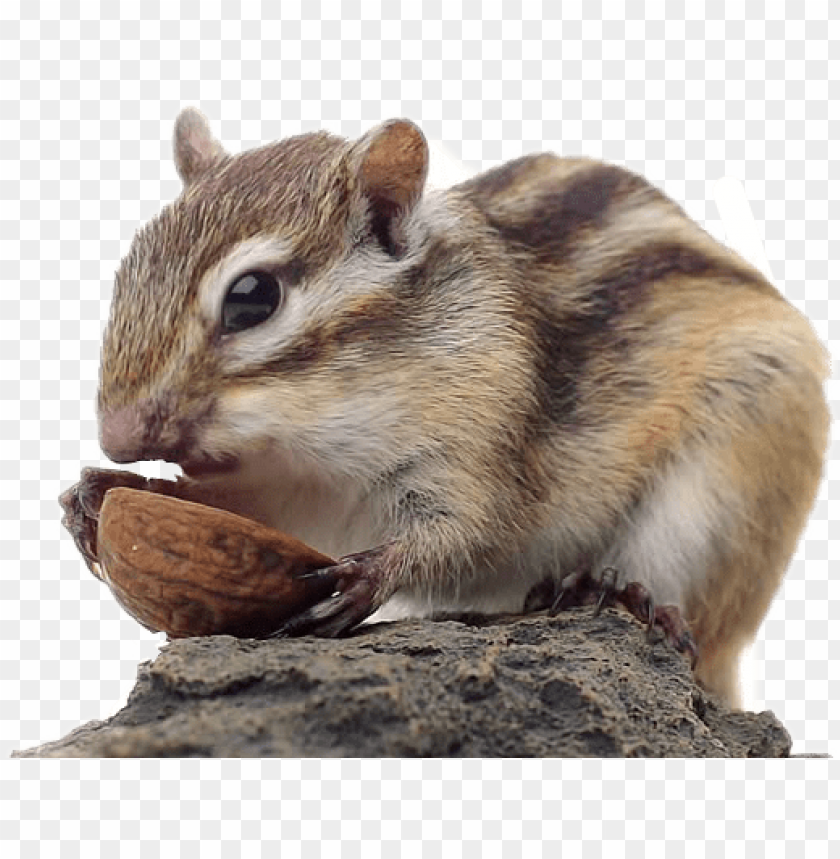 Free download | HD PNG chipmunk PNG image with transparent background ...