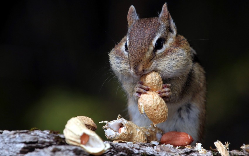 Free download | HD PNG chipmunk food nuts sit wallpaper background best ...