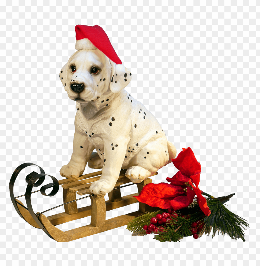 Free download | HD PNG small dog wearing a santa hat sitting in a ...