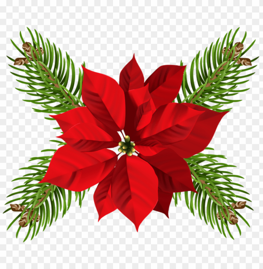 Free download | HD PNG christmas poinsettia PNG Images 40054 | TOPpng