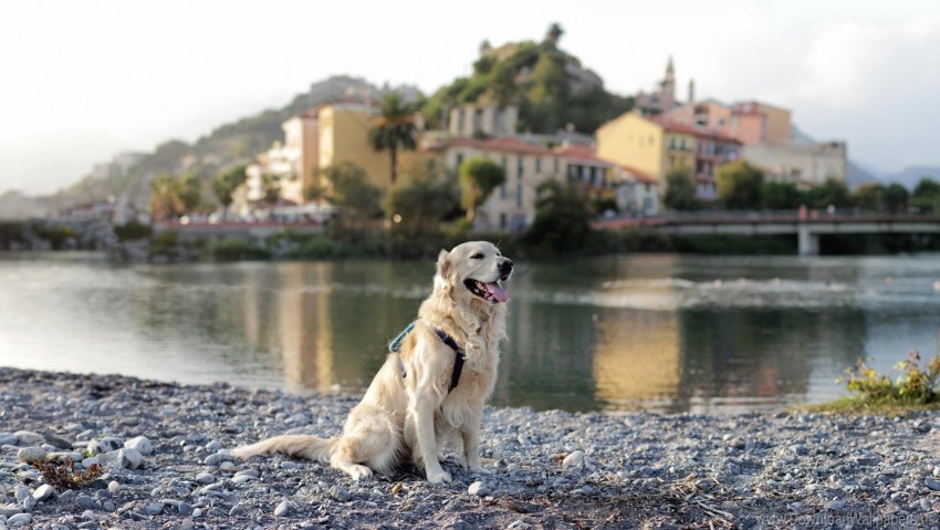Free download | HD PNG city dog retriever river wallpaper background ...