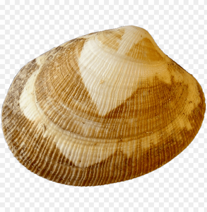 Free download | HD PNG clam clipart shell fish baltic clam PNG ...