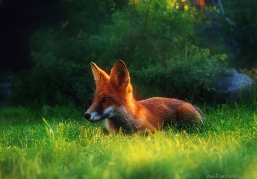 Free download | HD PNG clearing fox grass hiding hunting wallpaper ...