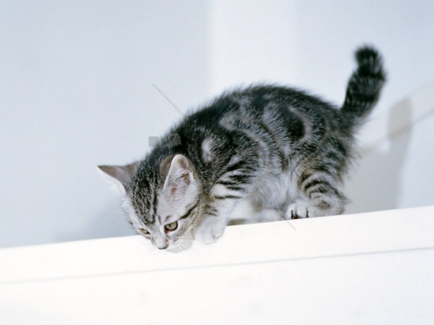 Free download | HD PNG climbing kitten playful wallpaper background ...