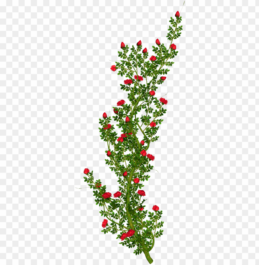 Free download | HD PNG clip arts related to red rose bush PNG ...