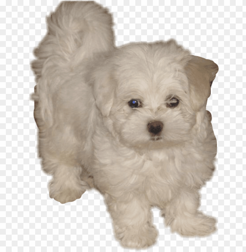 Free download | HD PNG clip transparent cute doggo dogs sticker ...