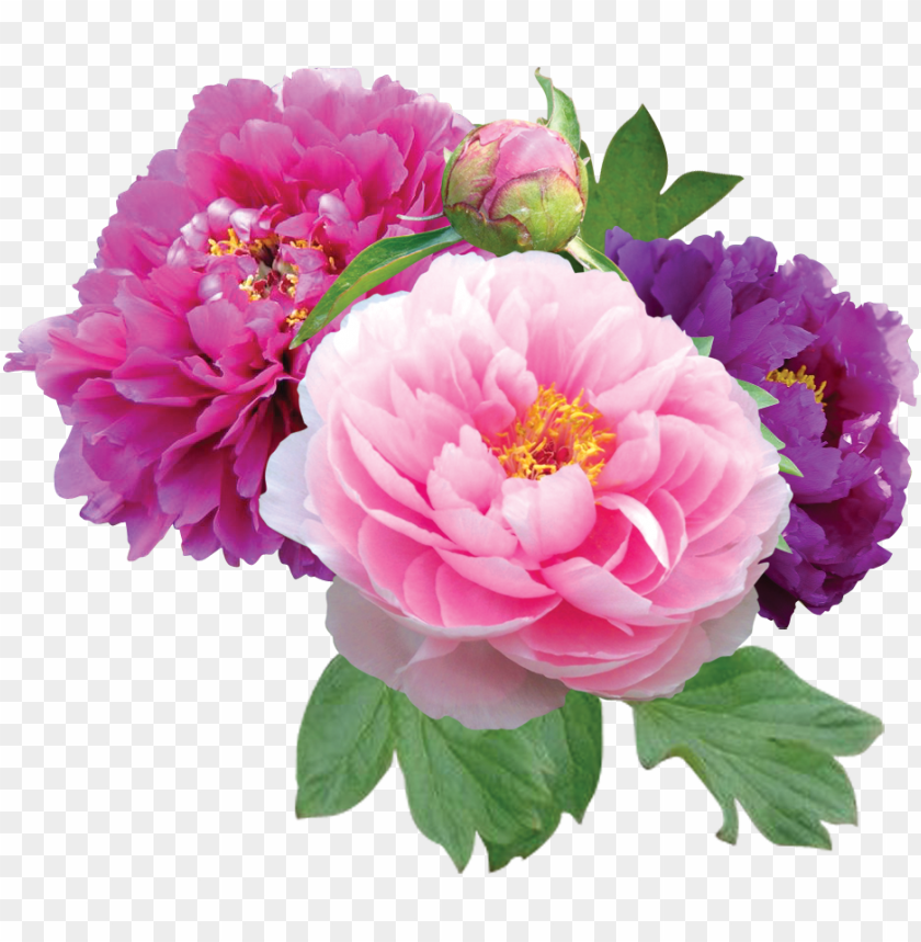 Free download | HD PNG clipart peonies PNG transparent with Clear ...