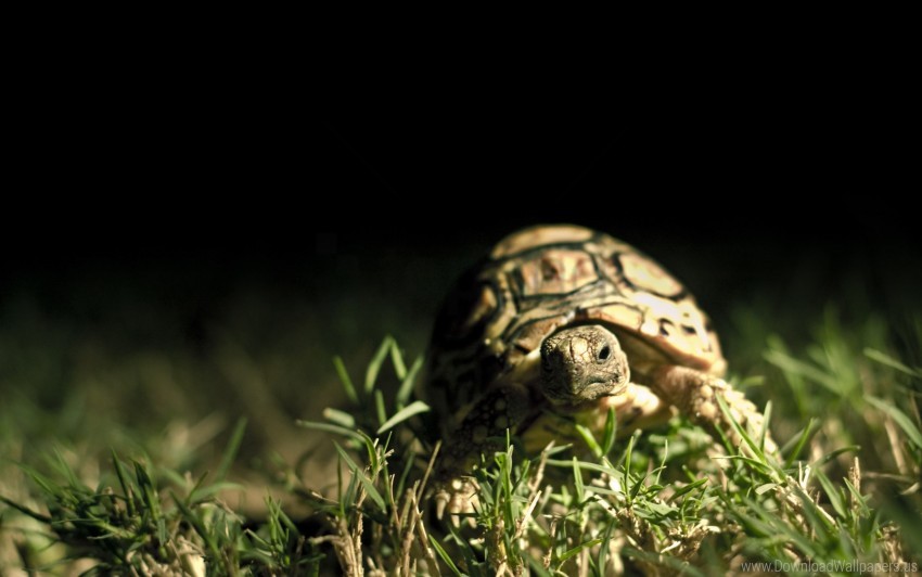 Free download | HD PNG close up dark background shell turtle grass ...