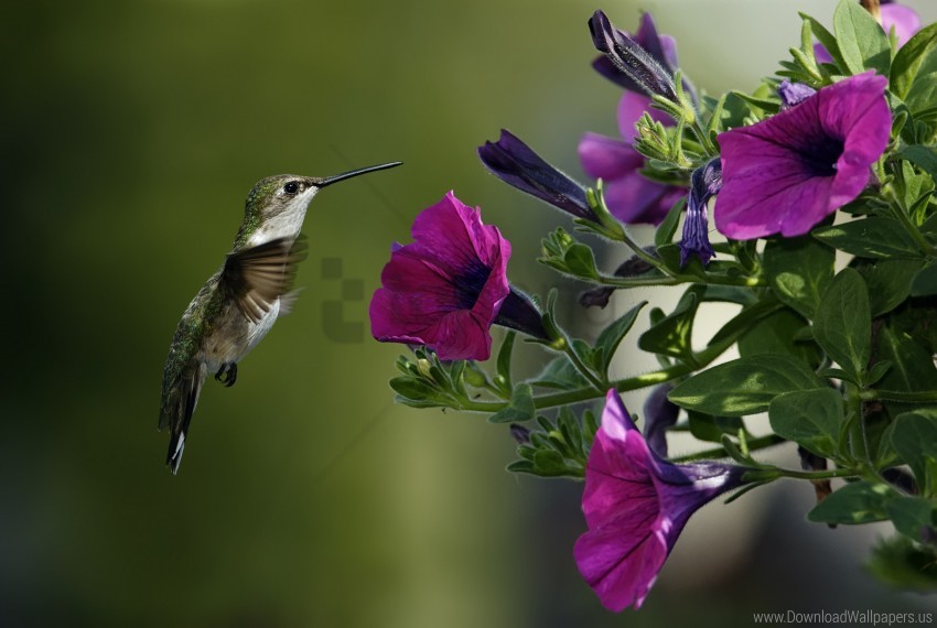 Free download | HD PNG close up flowers hummingbirds petunia wallpaper ...