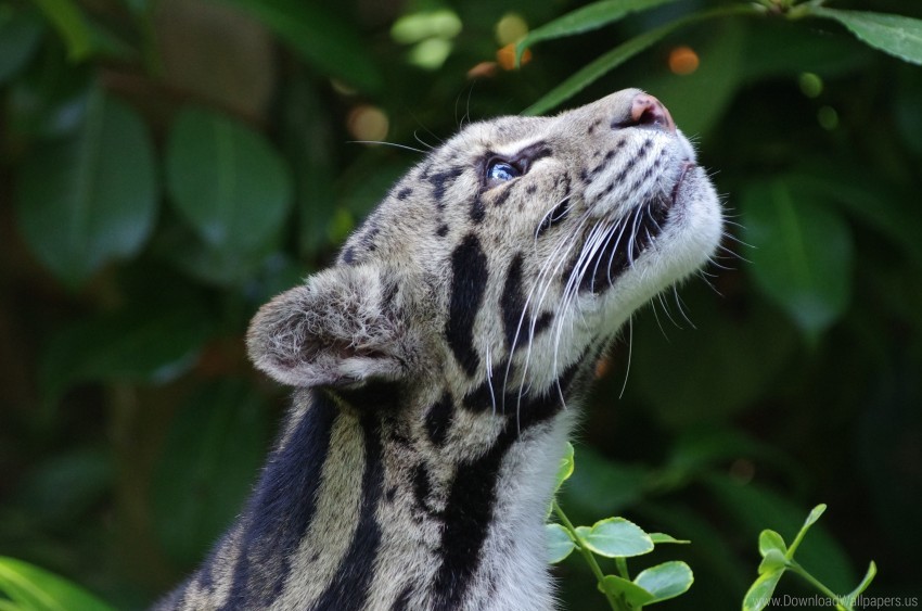 Free download | HD PNG clouded leopard snout spotted wild cat wallpaper ...