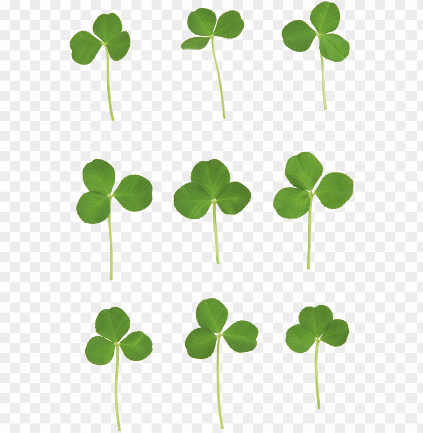 Free download | HD PNG PNG image of clover with a clear background ...