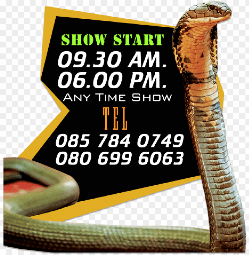 Free download | HD PNG cobra show king cobra PNG transparent with Clear ...