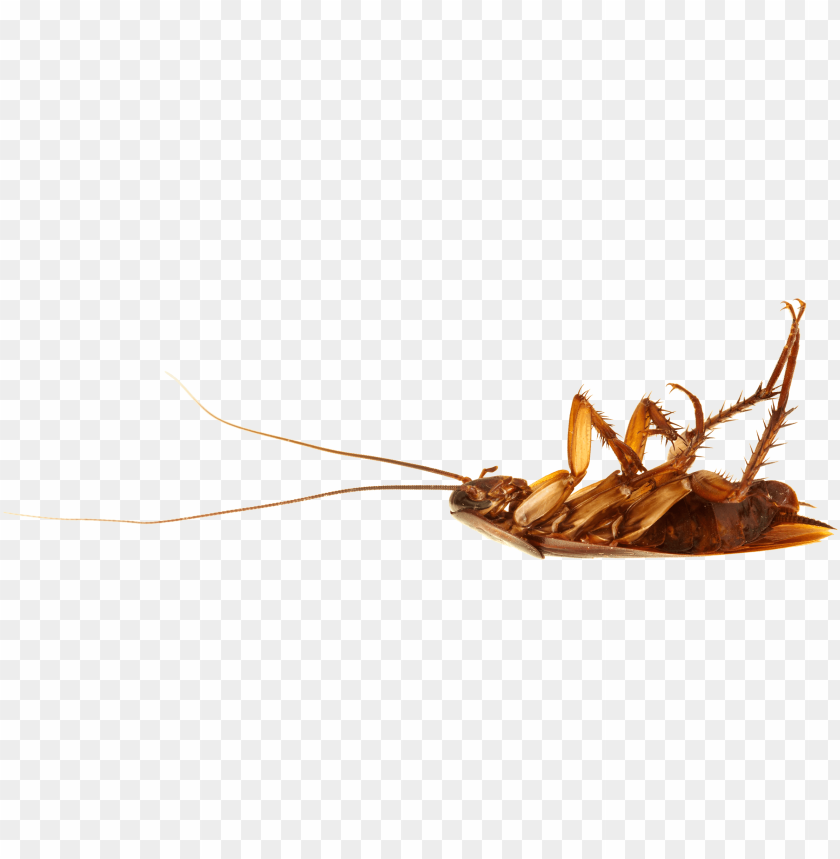Free download | HD PNG cockroach on back | TOPpng