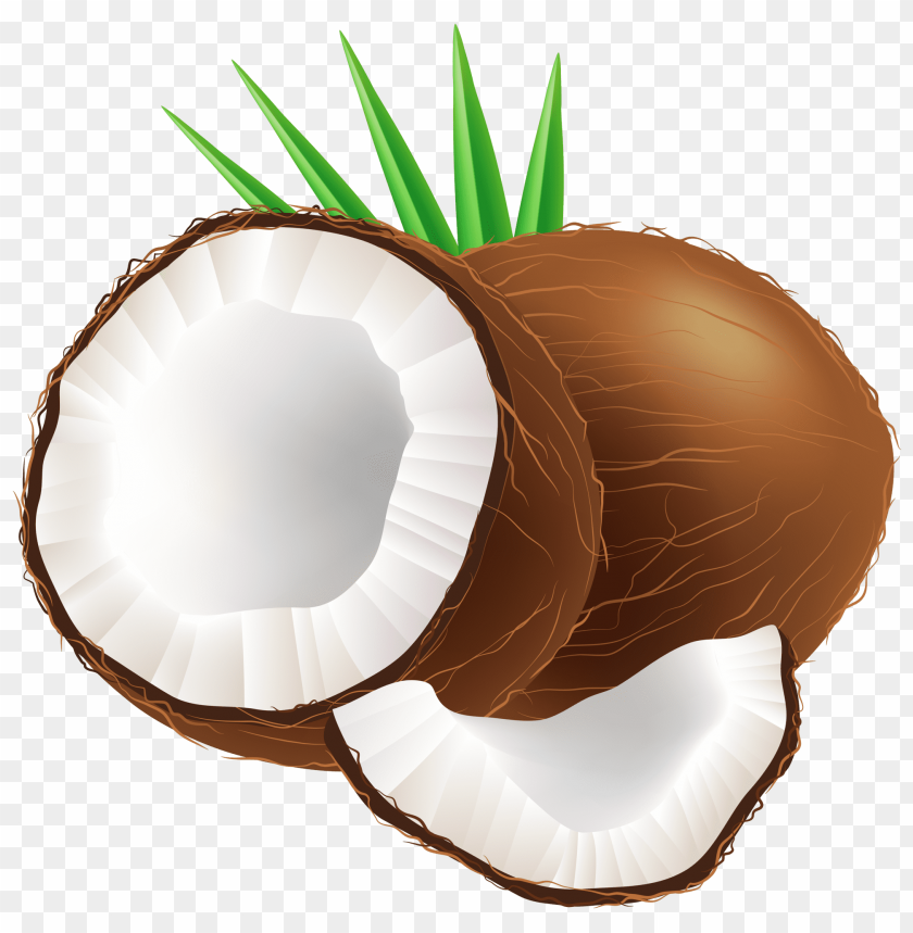 Free download | HD PNG coconut png vector clipart png photo - 35638 ...