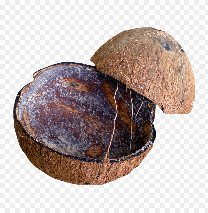 Free download | HD PNG PNG image of coconut shell with a clear ...