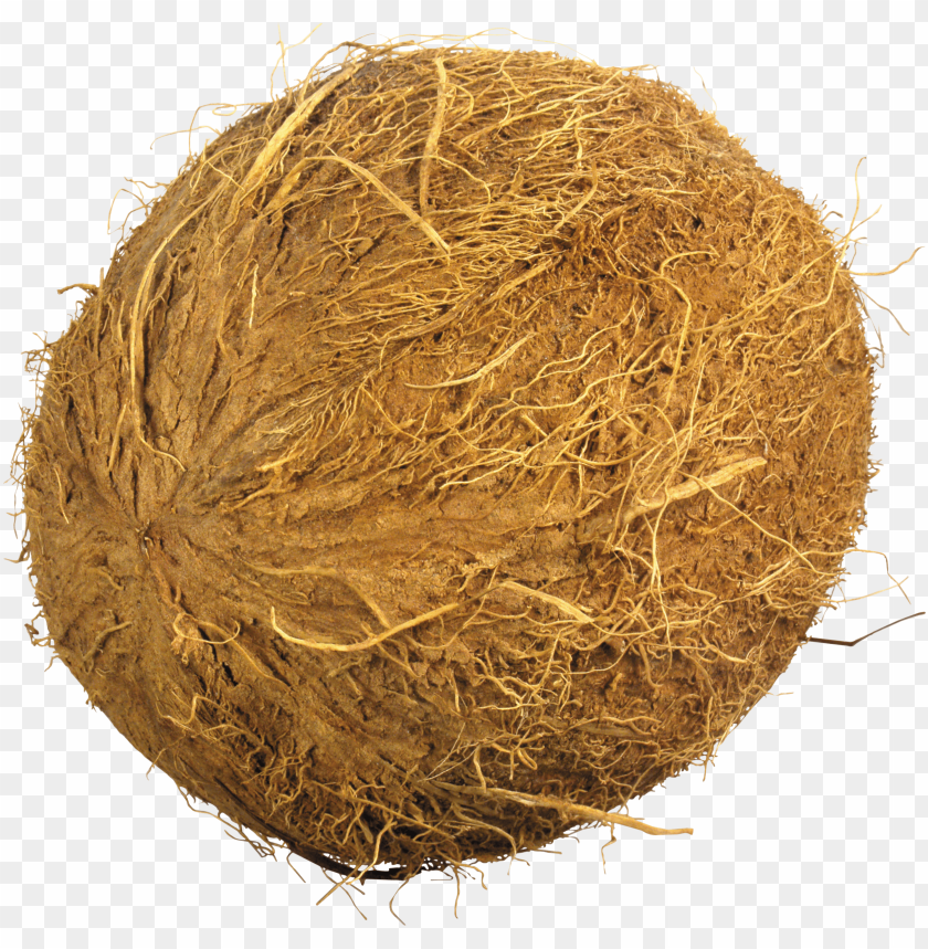 Free download | HD PNG whole coconut with a brown husk png PNG images ...