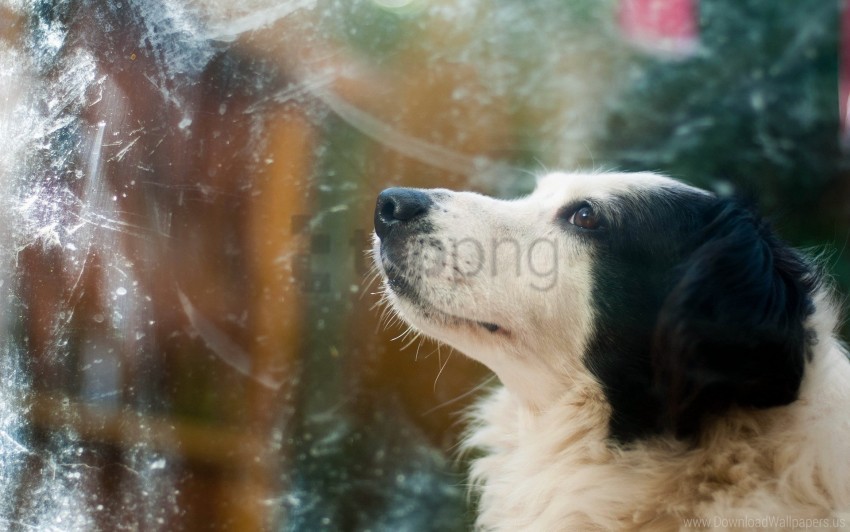 Free download | HD PNG cold dog face glass pro wallpaper background ...