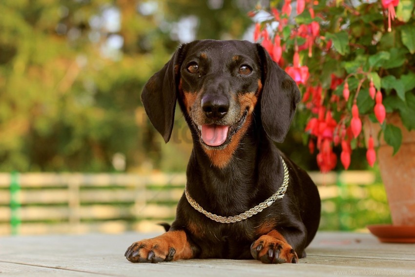 Free download | HD PNG collar dachshund dog face holiday wallpaper ...