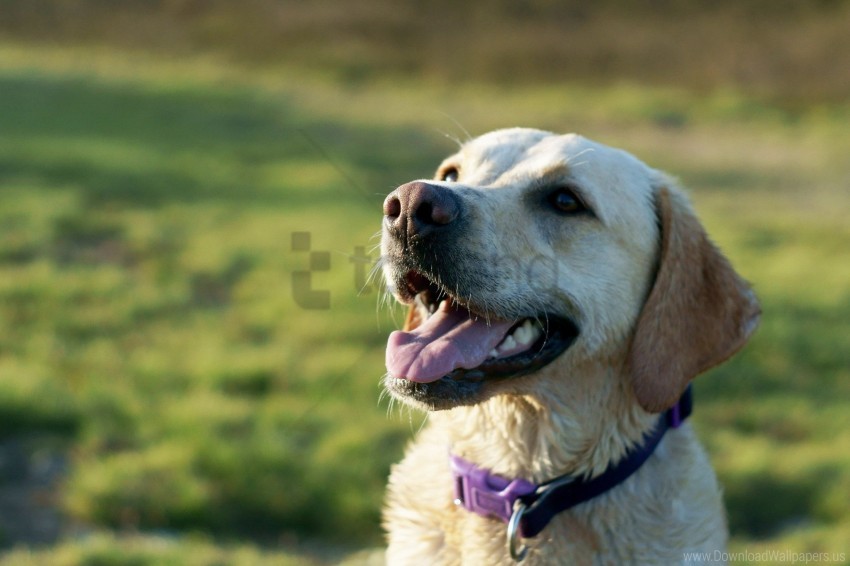 Free download | HD PNG collar dog face labrador wallpaper background ...