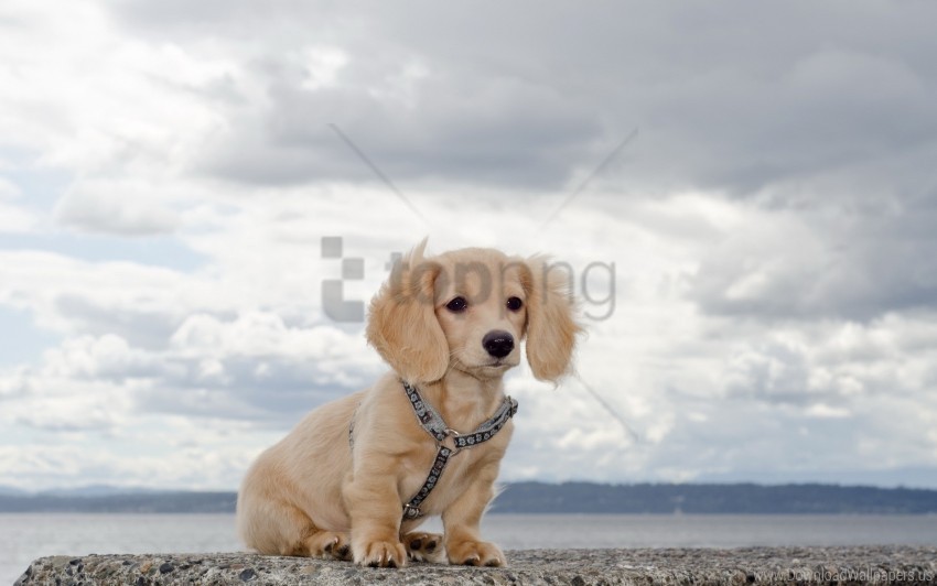 Free download | HD PNG collar puppy sky waiting wallpaper background ...