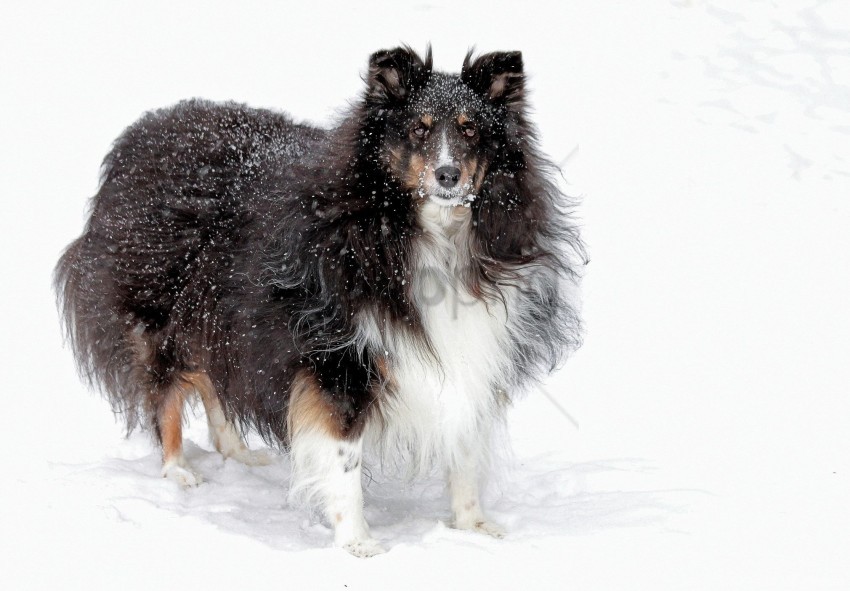 Free download | HD PNG collie dog fluffy snow wallpaper background best ...