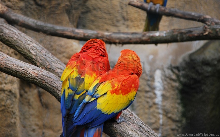 Free download | HD PNG color couple feathers parrots wallpaper ...