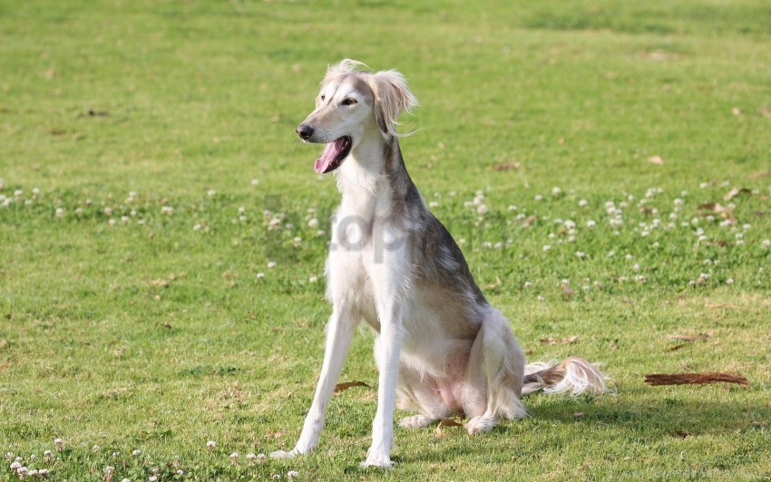 Free download | HD PNG color dogs grass saluki yawn wallpaper ...