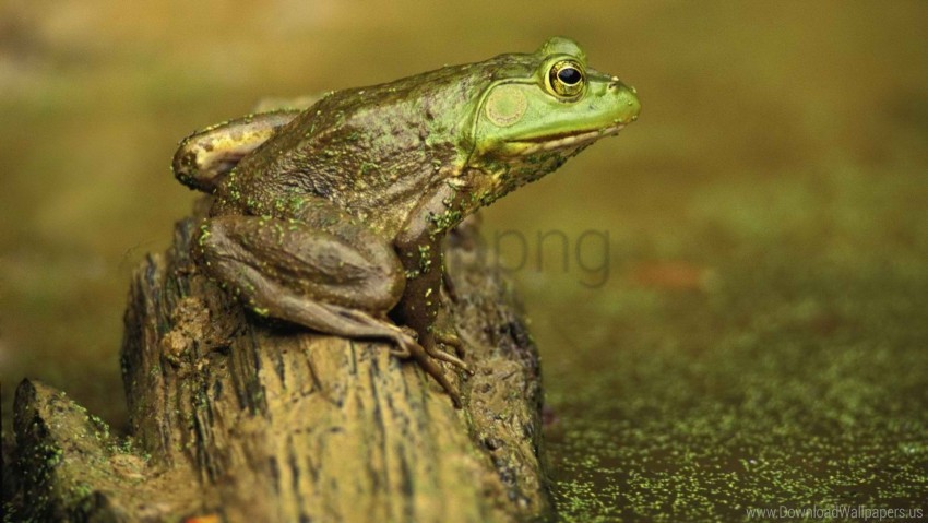 Free download | HD PNG color frog slime wallpaper background best stock ...