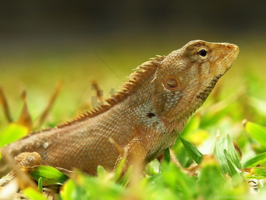 Free download | HD PNG color grass lizard reptile wallpaper background ...