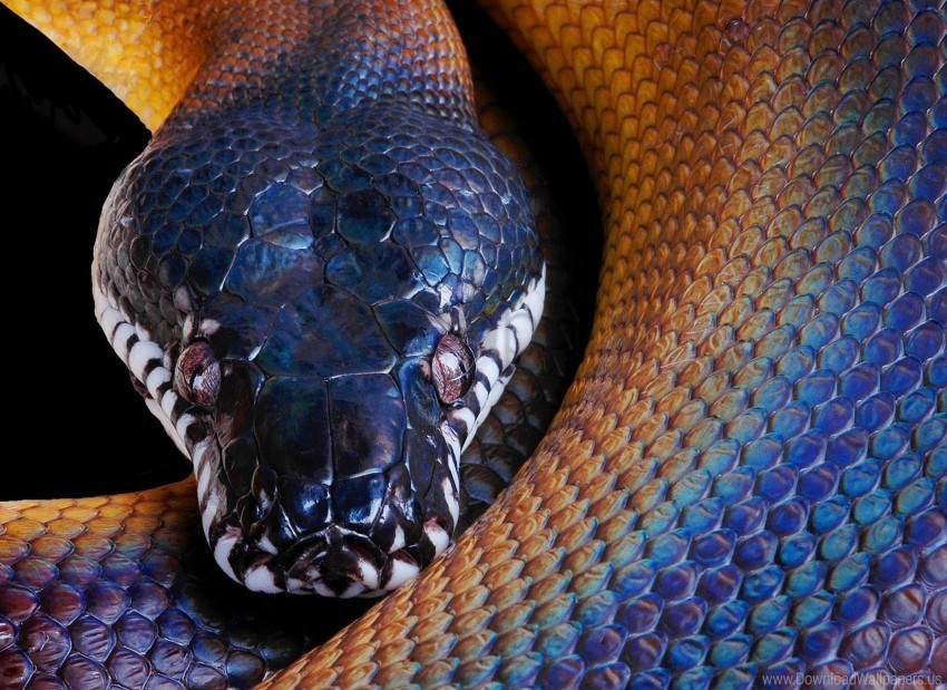 Free download | HD PNG color head python snake wallpaper background ...