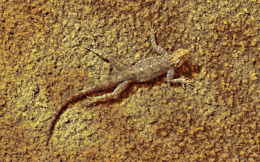 Free download | HD PNG color lizard reptile surface wallpaper ...