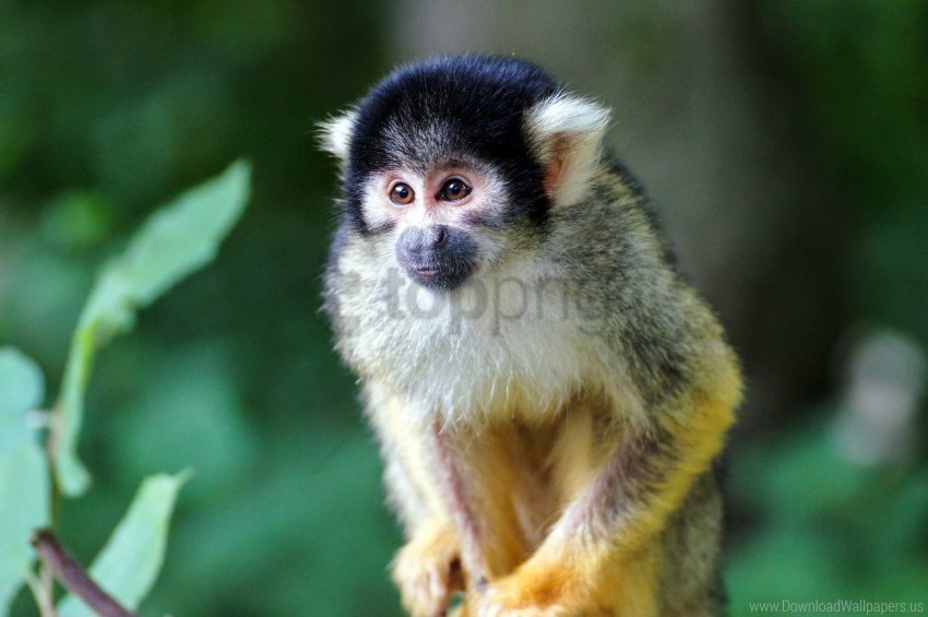 Free download | HD PNG color monkey sajmir small wallpaper background ...