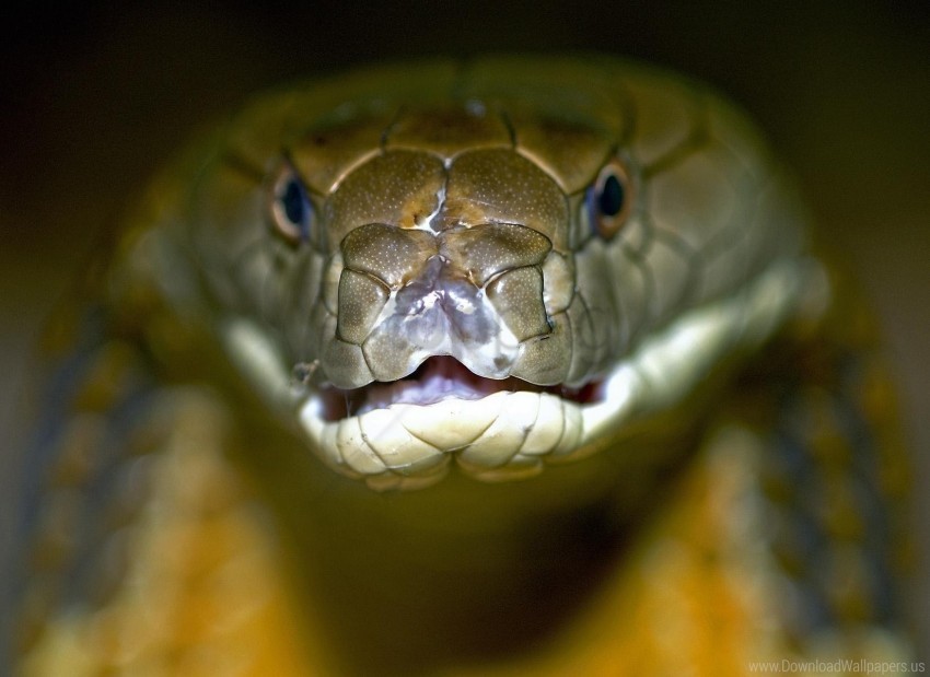 Free download | HD PNG color poison scale snake wallpaper background ...