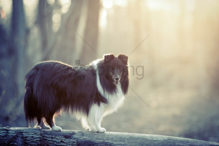 Free download | HD PNG colored dog fluffy fog timber wallpaper ...
