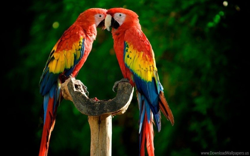 Free download | HD PNG colorful couple feathers parrots wallpaper ...
