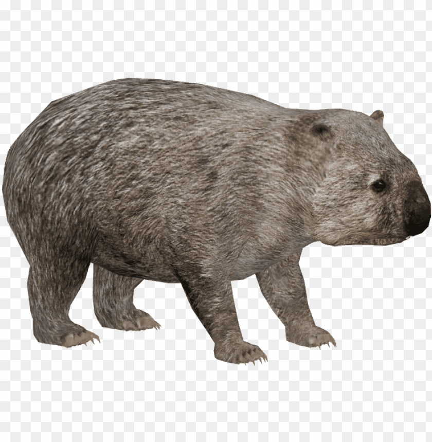 Free download | HD PNG common wombat | TOPpng