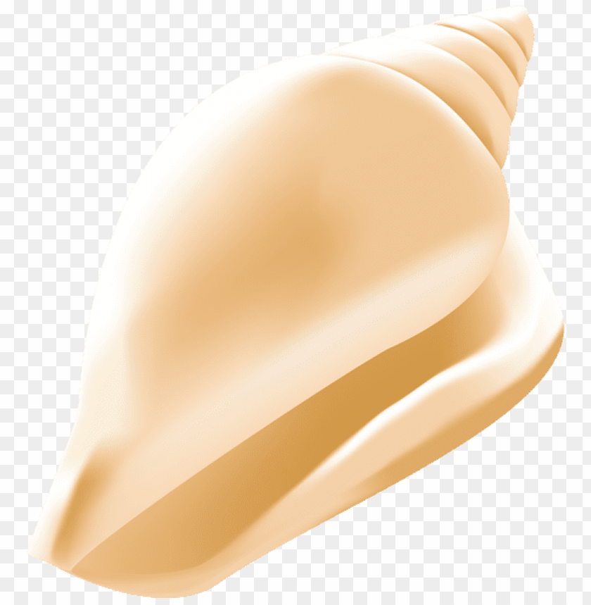 Free download | HD PNG conch shell clipart png photo - 56461 | TOPpng