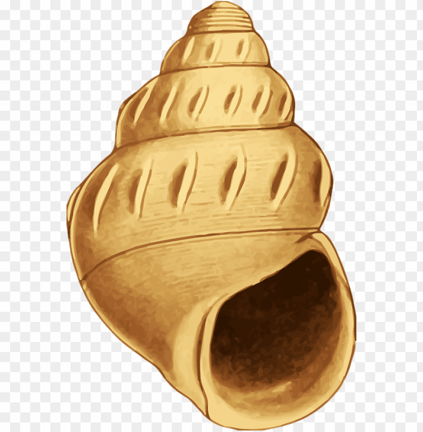 Free download | HD PNG conchas desenho PNG transparent with Clear ...