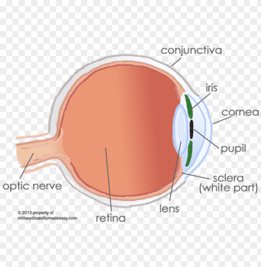 Free download | HD PNG conjunctiva in the eye PNG transparent with ...
