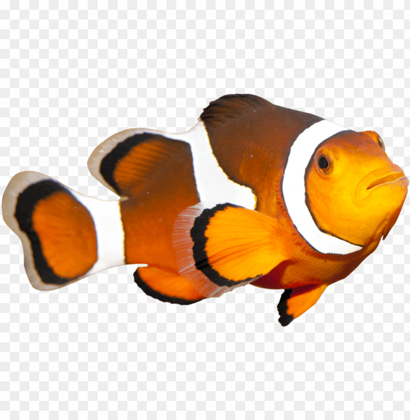 Free download | HD PNG coral reef fish PNG transparent with Clear ...
