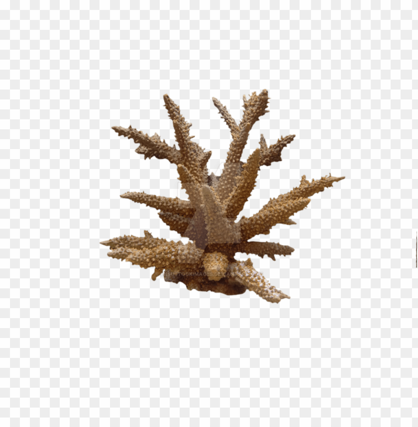 Free download | HD PNG corals png PNG transparent with Clear Background ...