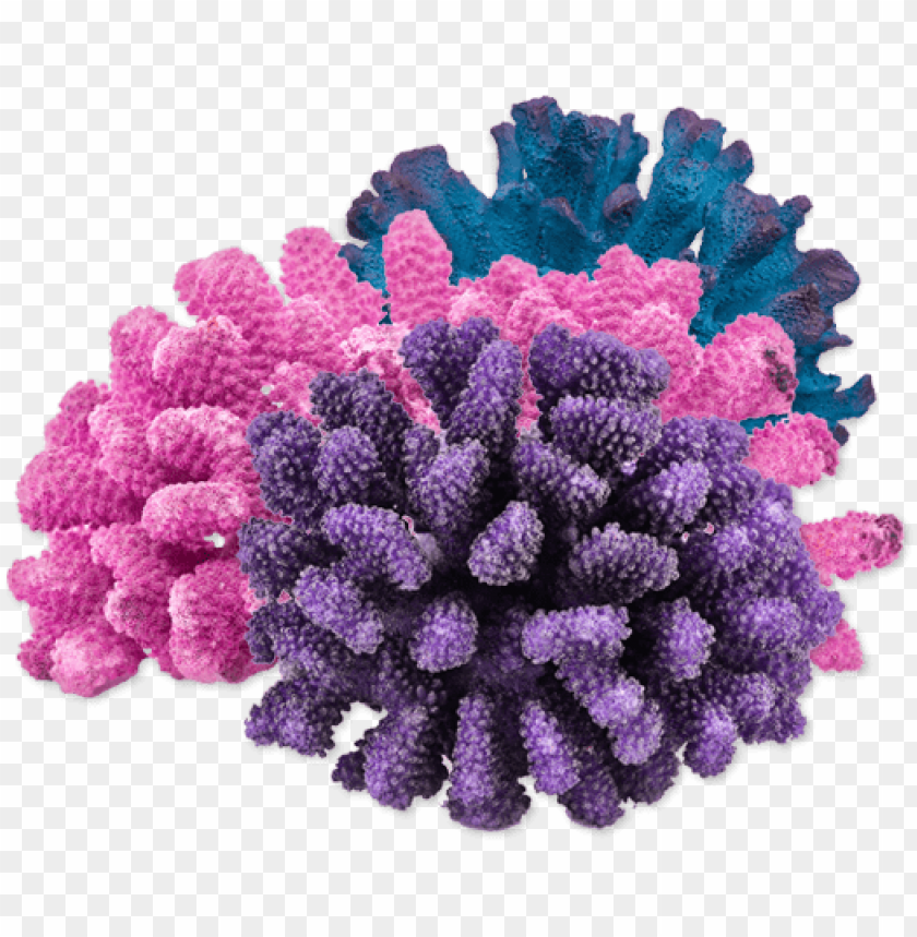 Free download | HD PNG corals png PNG transparent with Clear Background ...