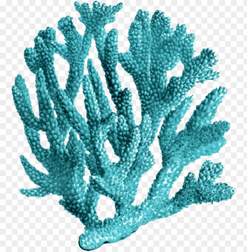 Free download | HD PNG corals png PNG transparent with Clear Background ...
