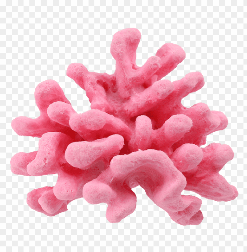 Free download | HD PNG corals png PNG transparent with Clear Background ...