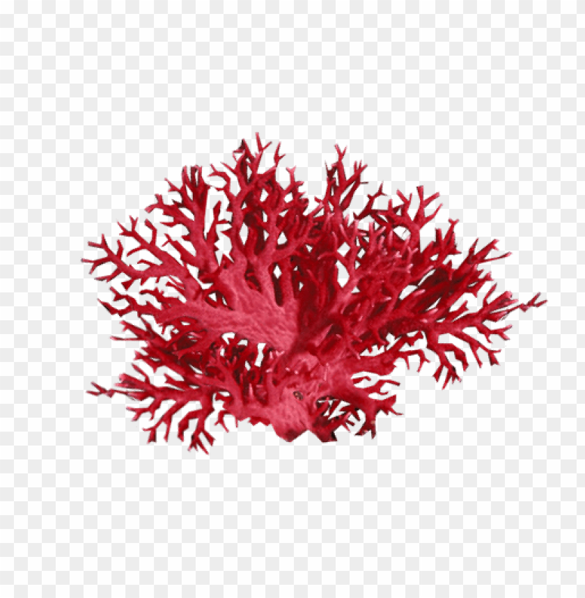 Free download | HD PNG corals png PNG transparent with Clear Background ...