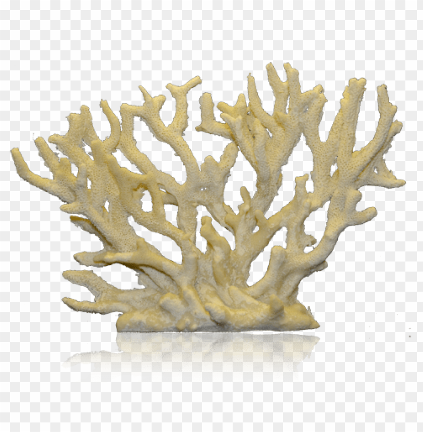 Free download | HD PNG corals png PNG transparent with Clear Background ...