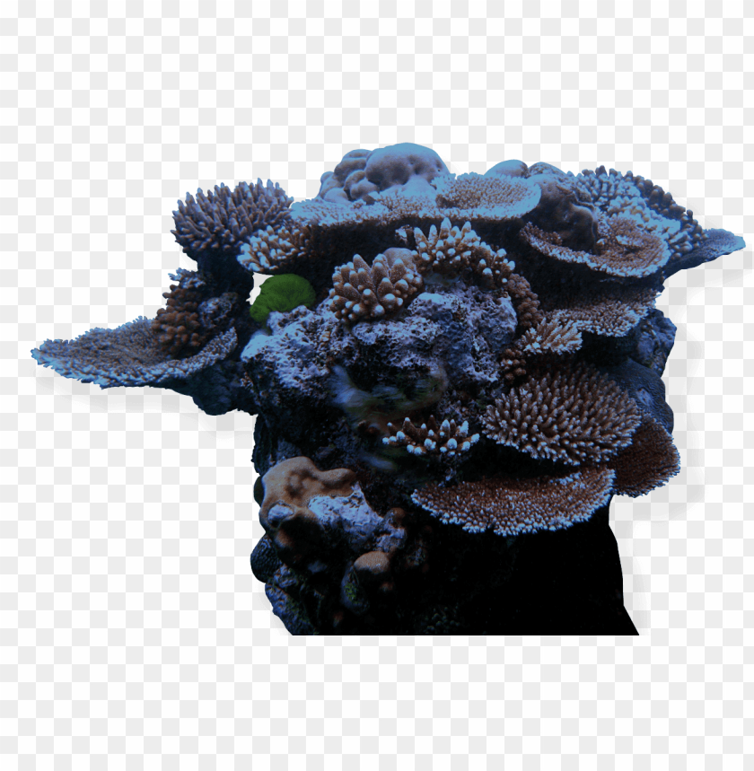 Free download | HD PNG corals png PNG transparent with Clear Background ...